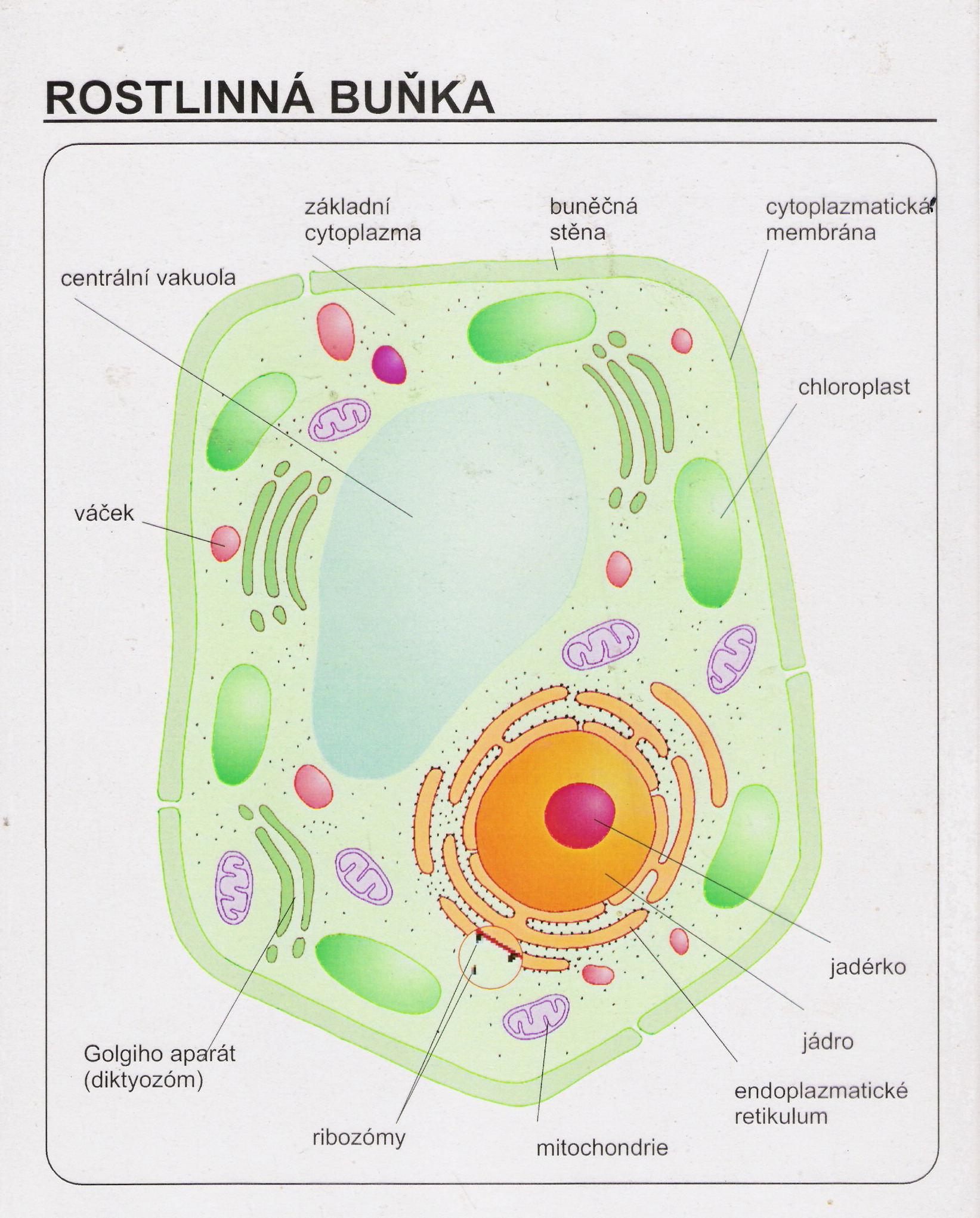 Rostlinná buňka :: Biologie